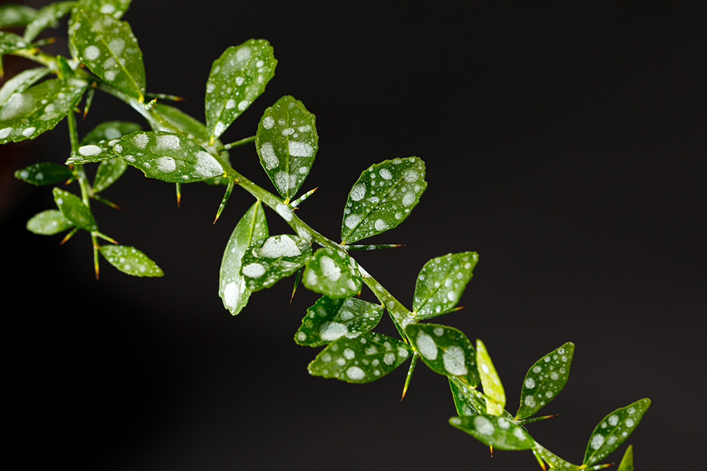 CHOCOLATE LIMONET | フィンガーライムジャパン